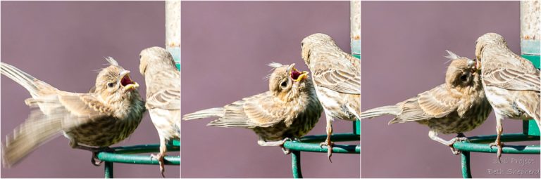 Favorite things: Baby birds!